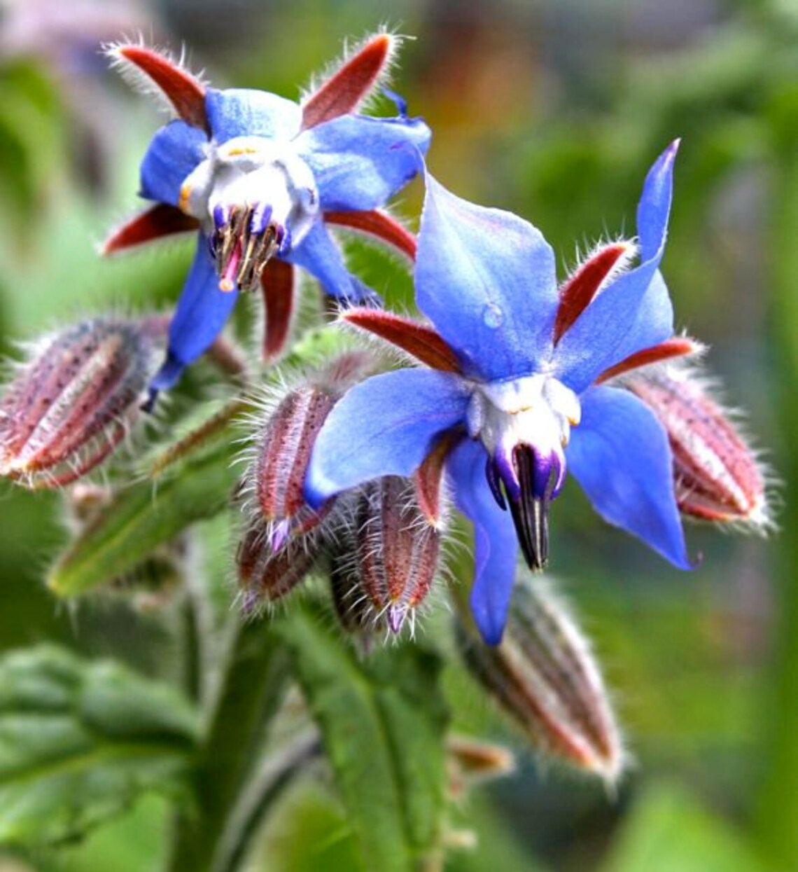 Blue Borage - Etsy