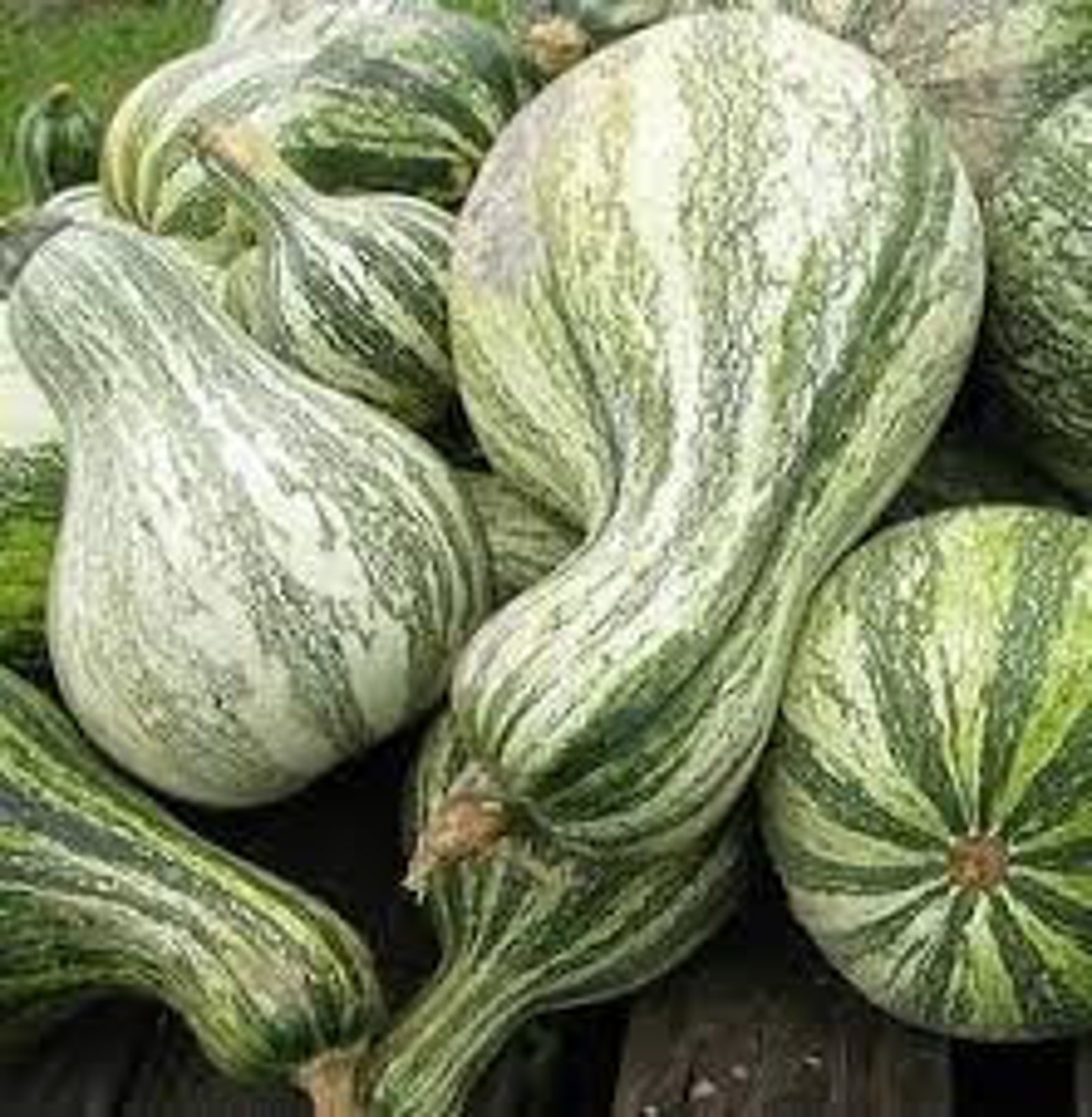 Green Striped Cushaw Squash Seeds 20 Count - Etsy