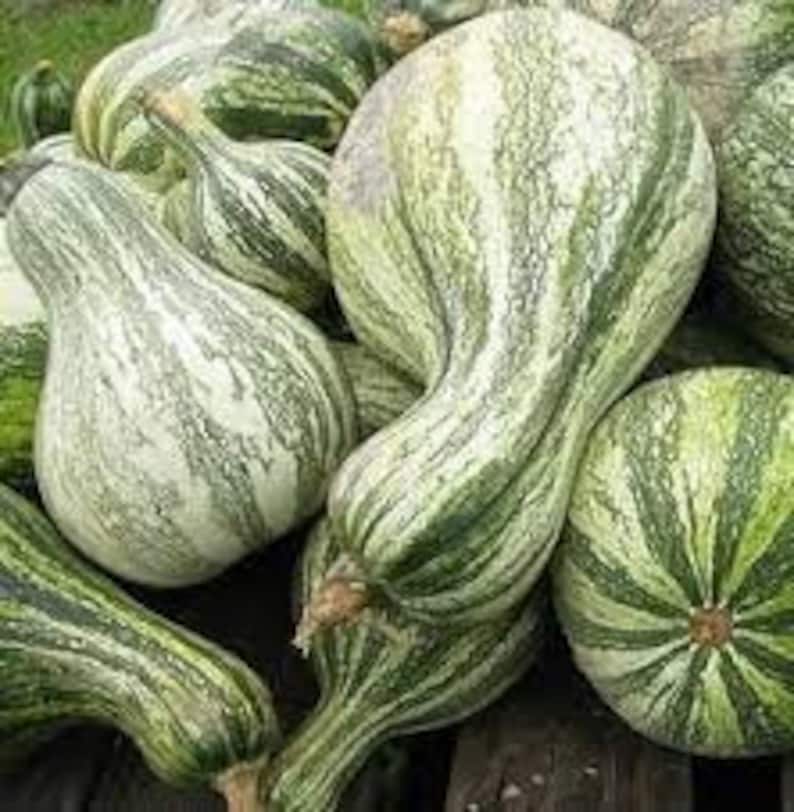 Green Striped Cushaw Squash Seeds 20 Count - Etsy