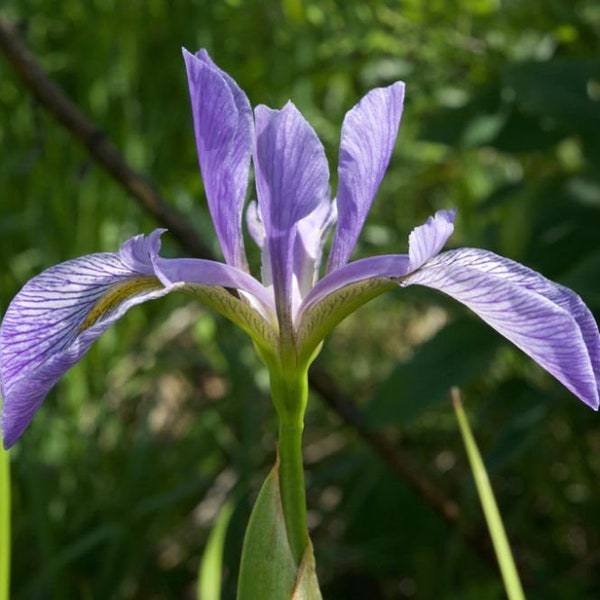 Blue Flag Iris - Etsy