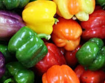 Rainbow Bell Pepper Seeds - Etsy