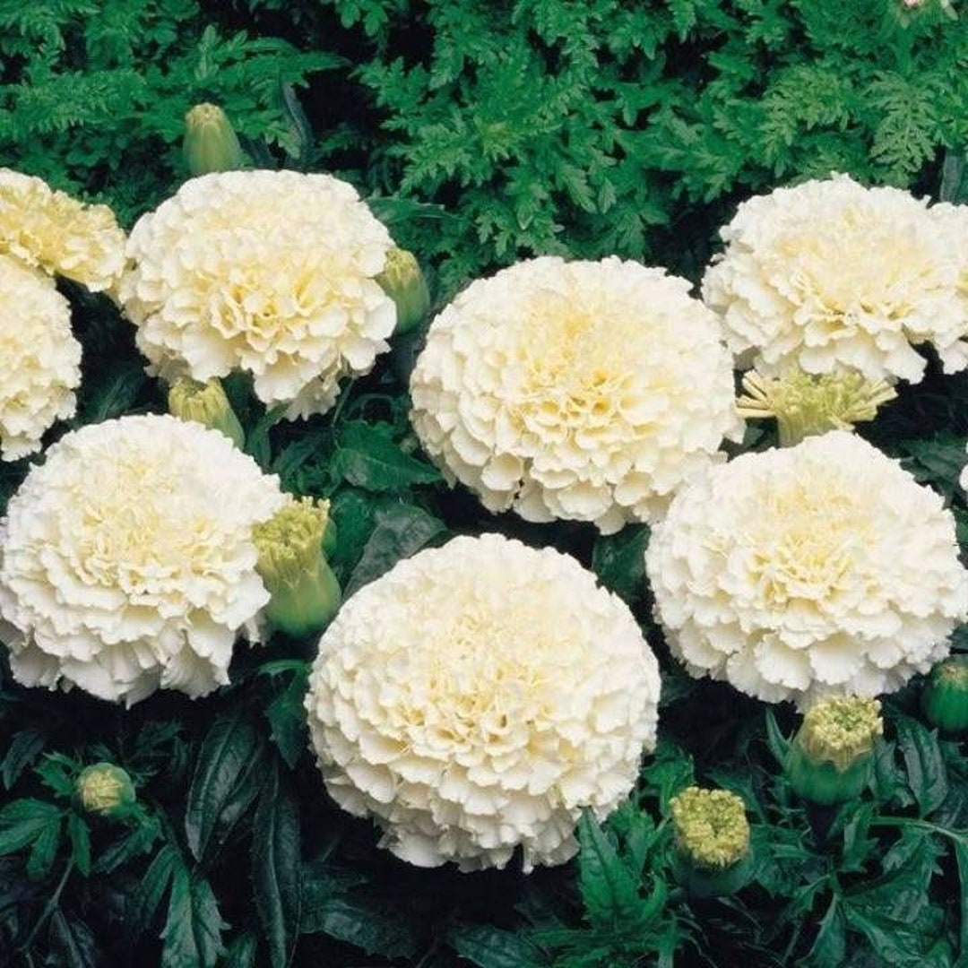 Giant White Eskimo Marigold Seeds 20 Count - Etsy