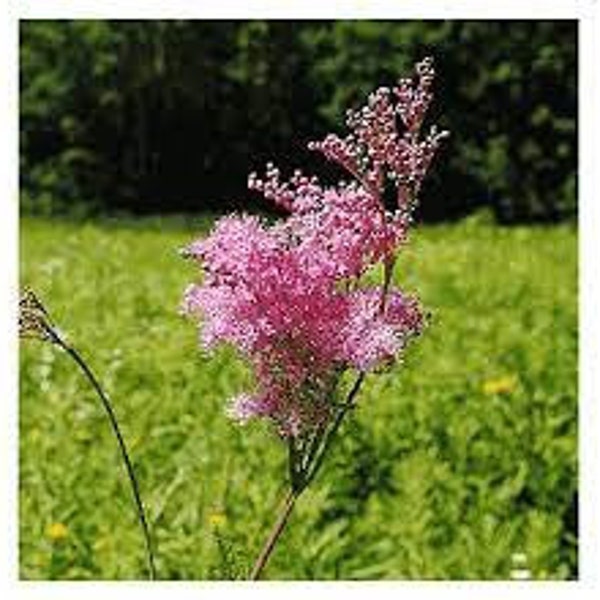 Prairie Smoke - Etsy