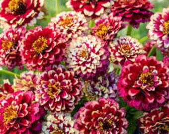 Rare Zinnia Seeds - Etsy