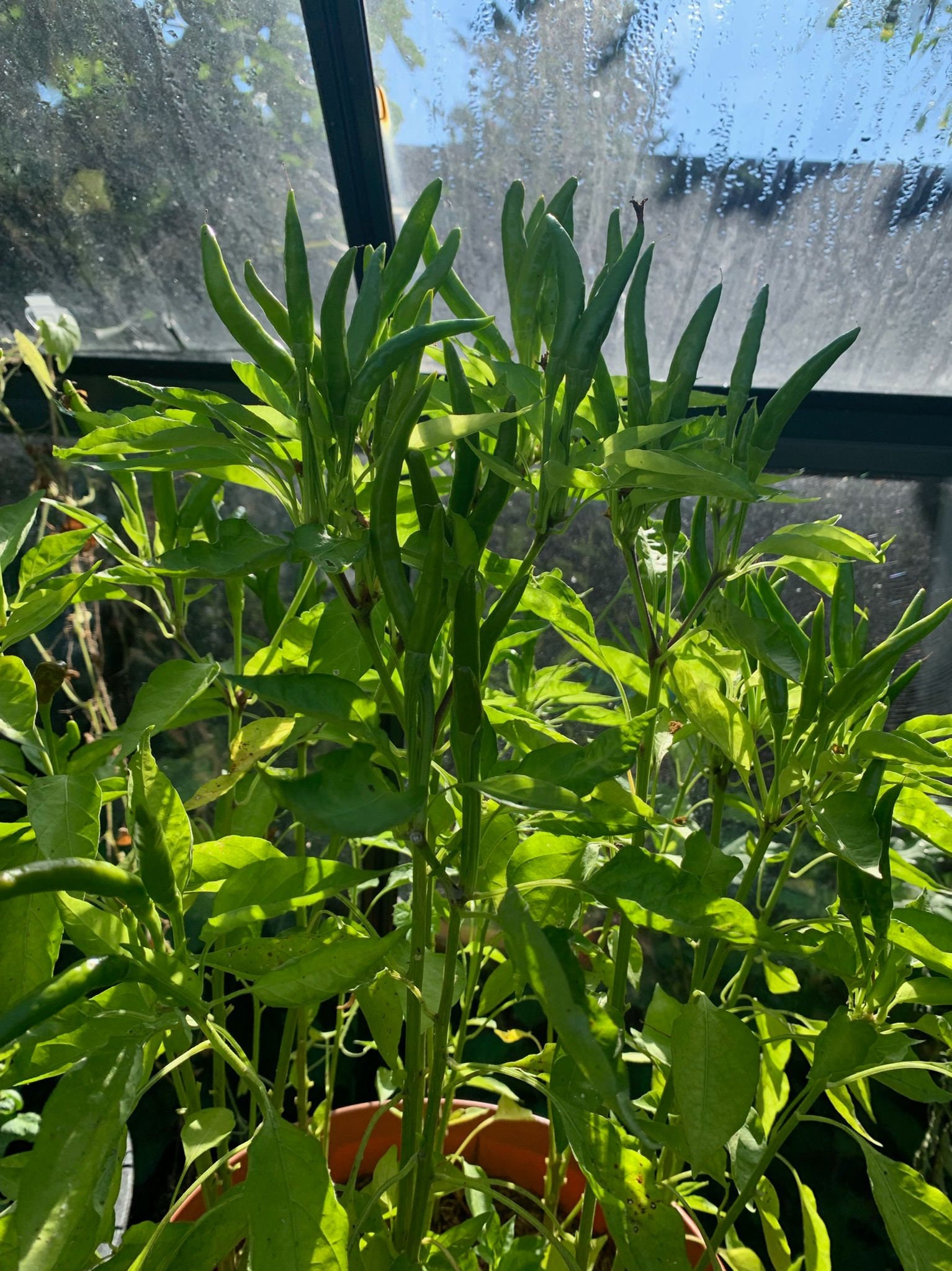Japanese Hawks Claw Chilli Seeds (takanotsume) - Etsy UK