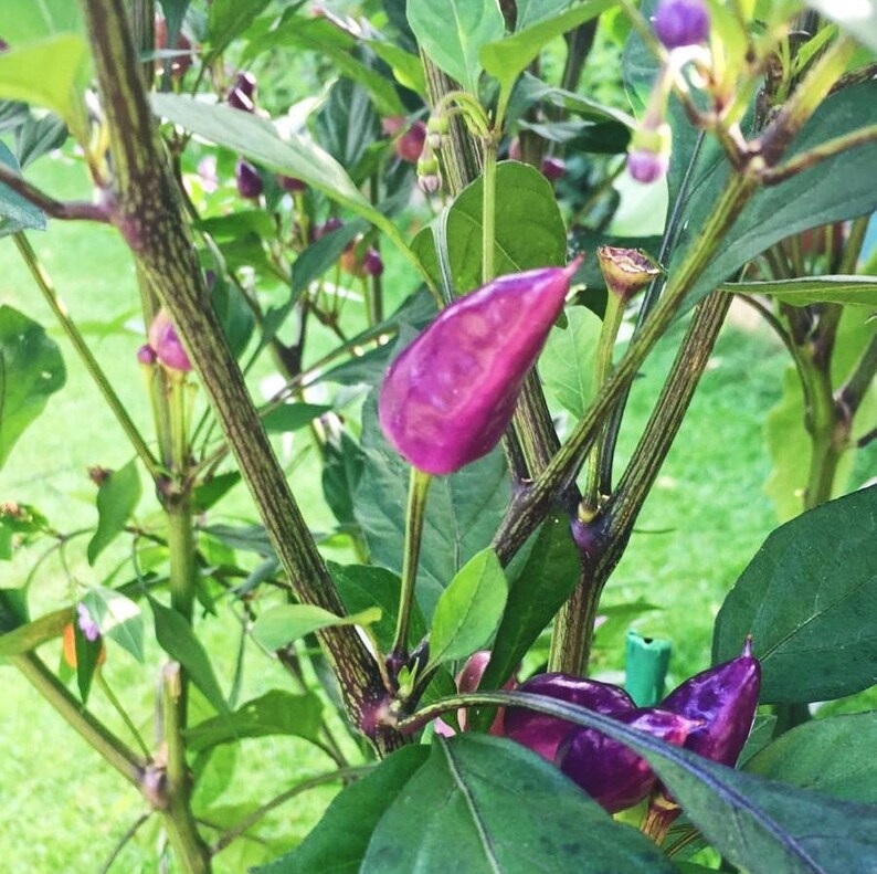 Bolivian Rainbow Chilli Seeds - Etsy Australia