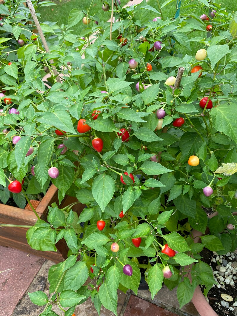 Rainbow Spangles Chilli Seeds - Etsy UK