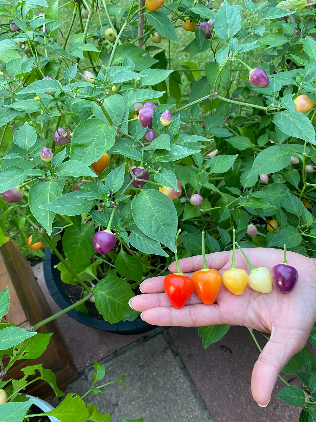 Rainbow Spangles Chilli Seeds - Etsy UK