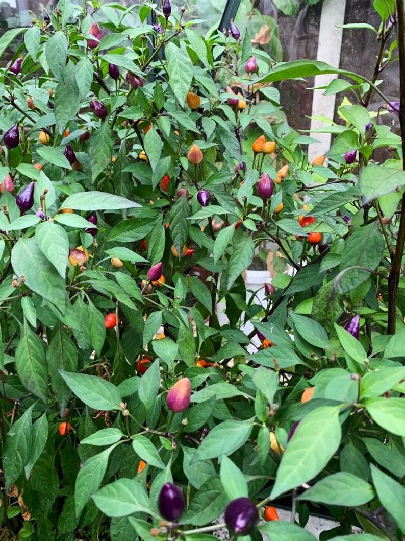 Bolivian Rainbow Chilli Seeds - Etsy Australia