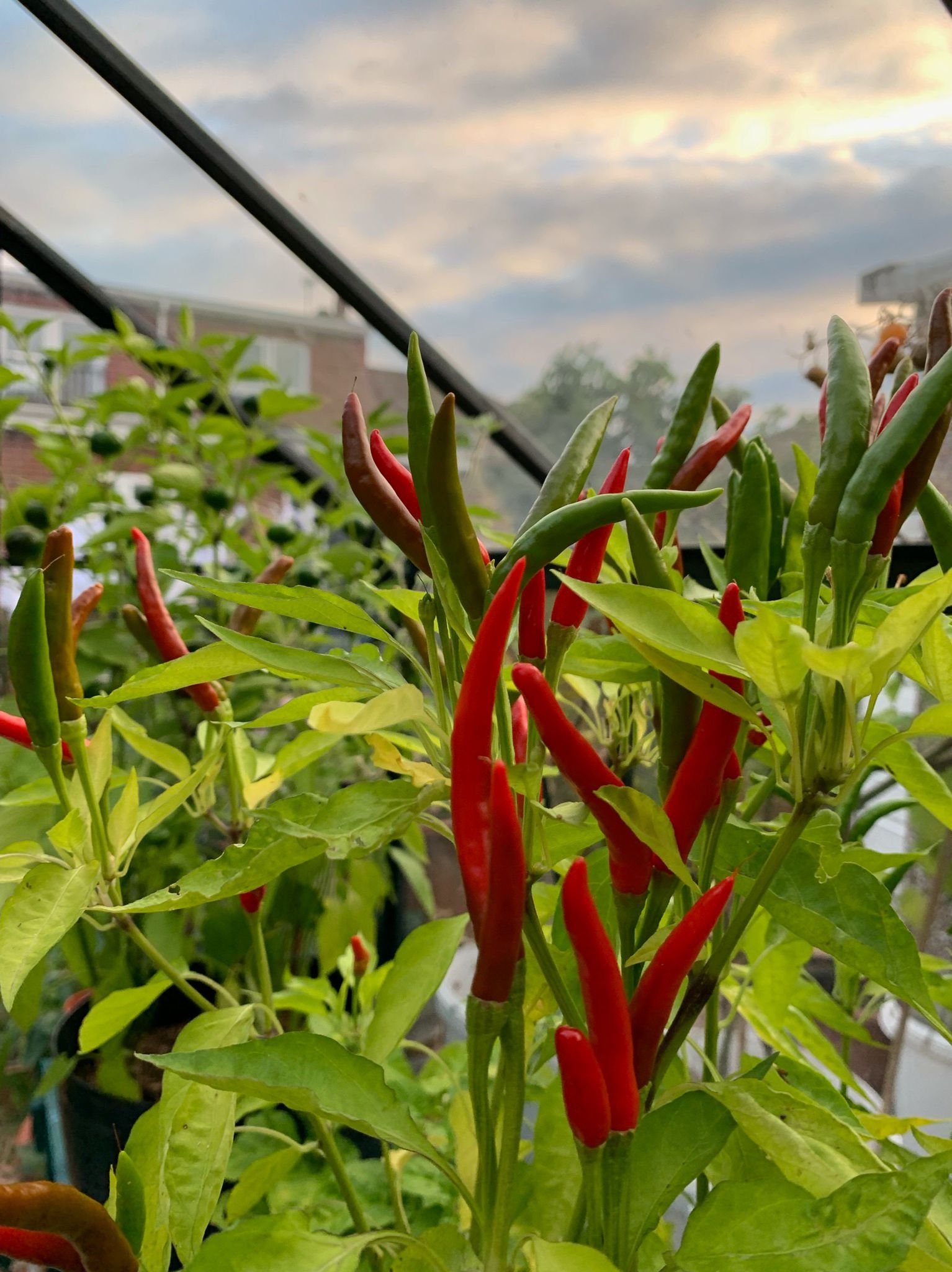 Japanese Hawks Claw Chilli Seeds (takanotsume) - Etsy UK