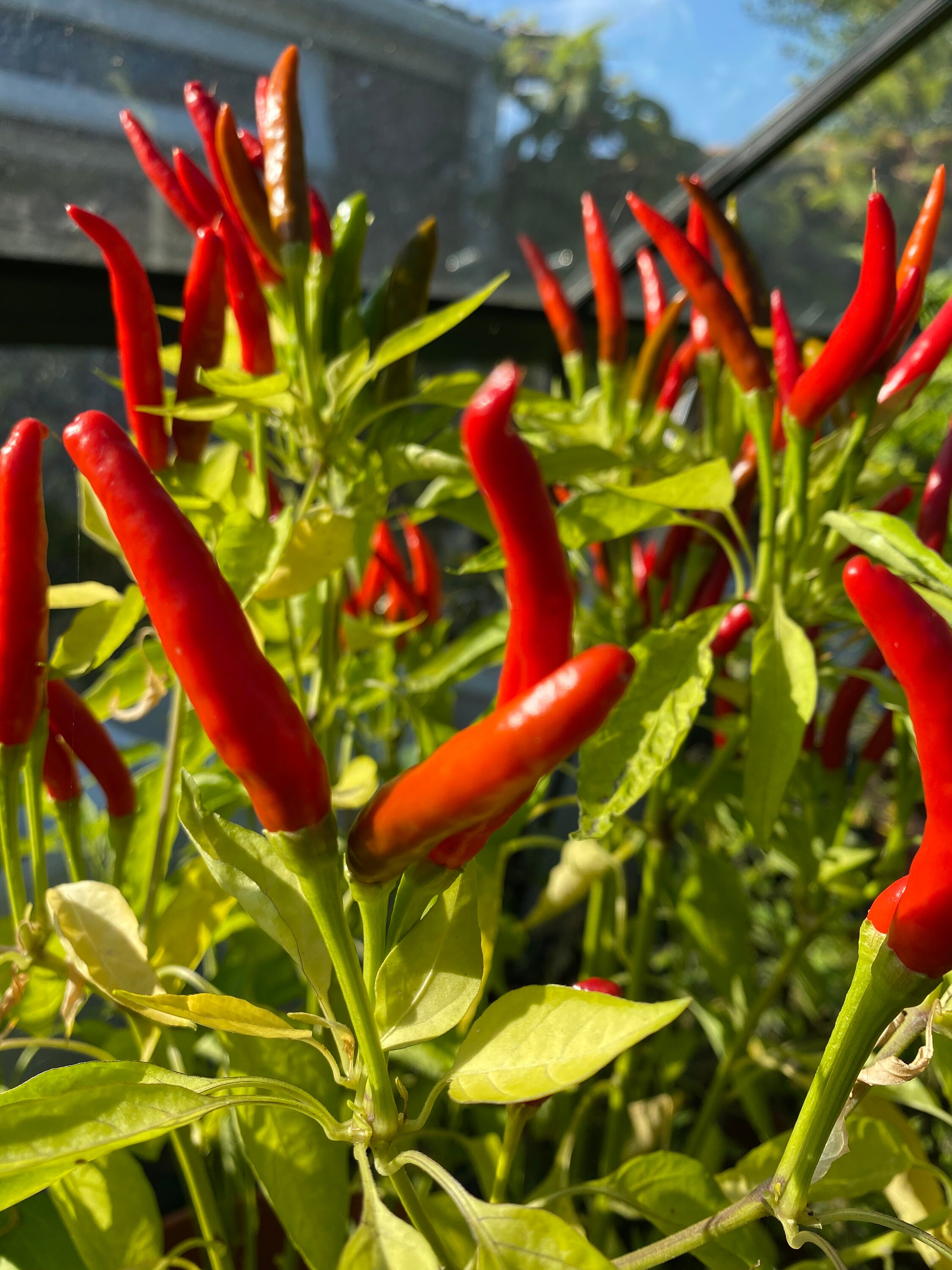 Japanese Hawks Claw Chilli Seeds (takanotsume) - Etsy UK