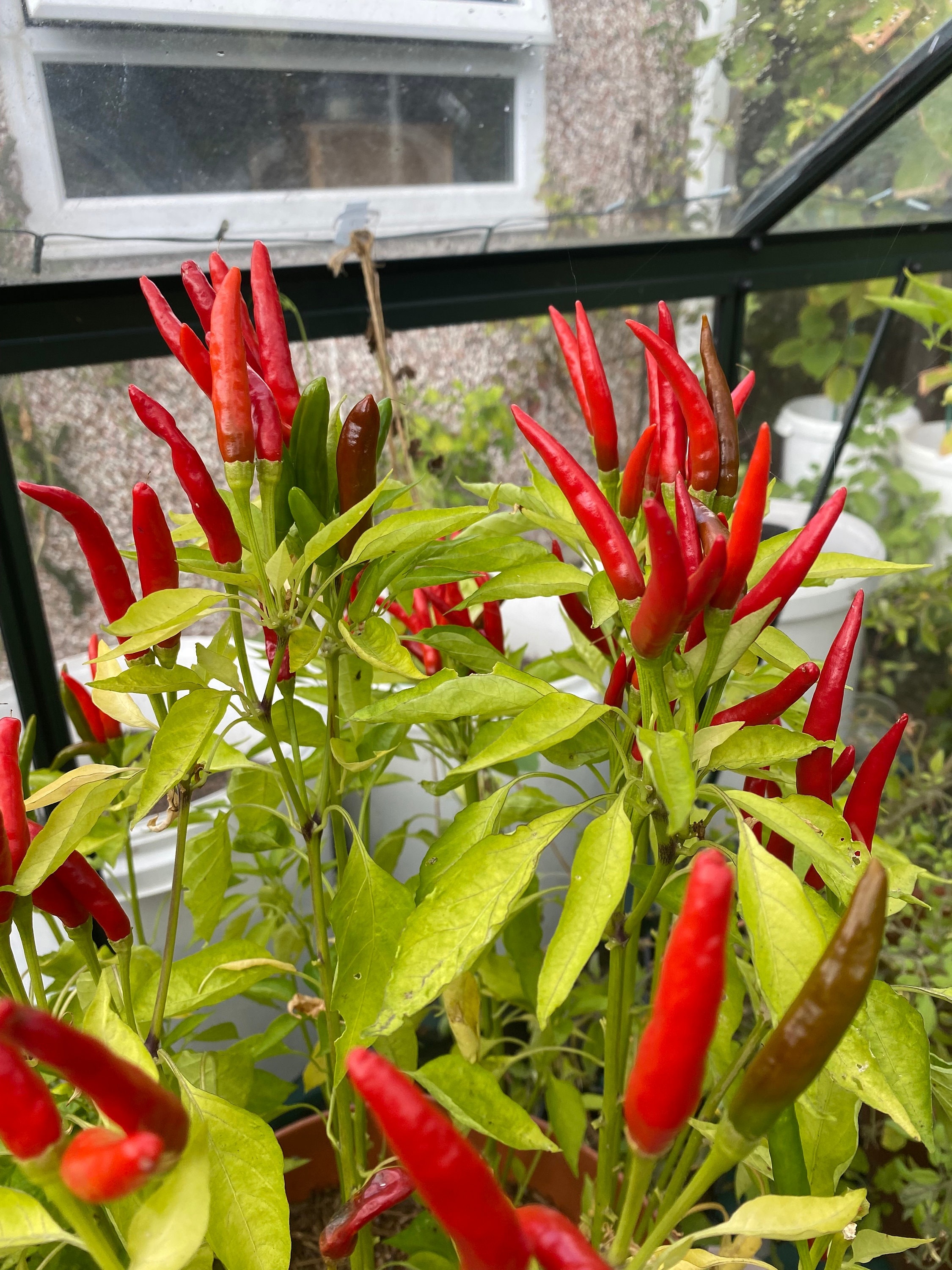 Japanese Hawks Claw Chilli Seeds (takanotsume) - Etsy UK
