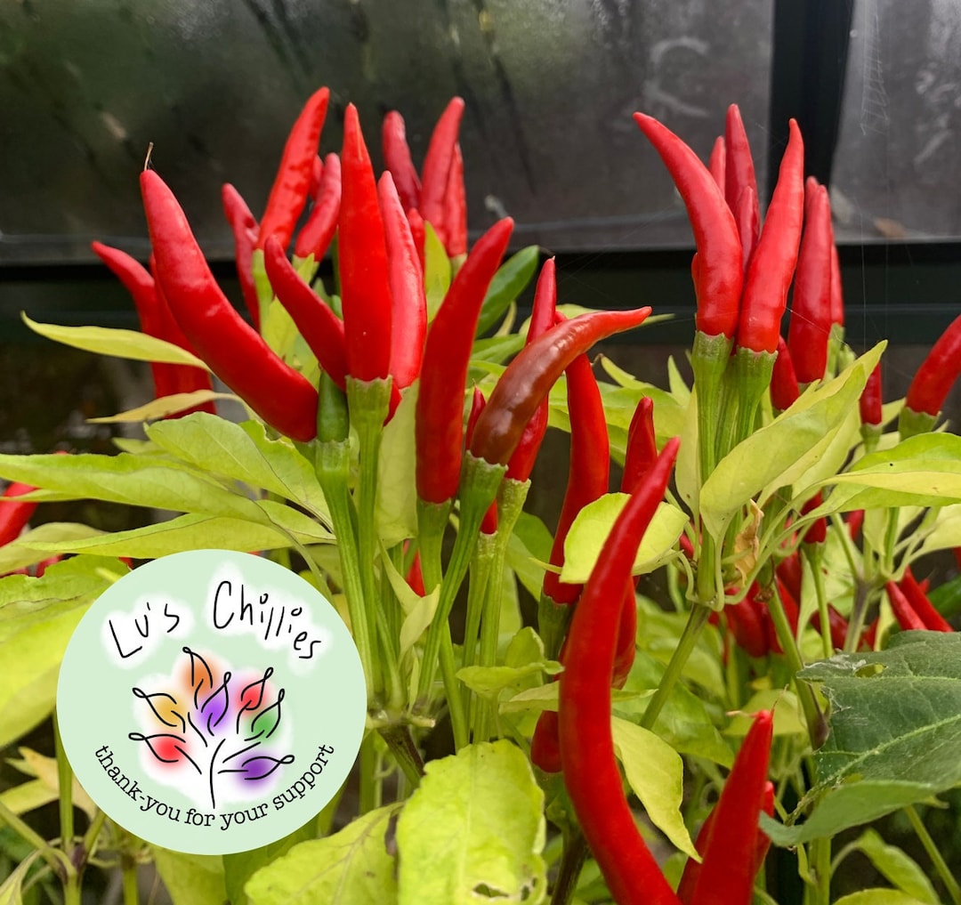 Japanese Hawks Claw Chilli Seeds (takanotsume) - Etsy UK