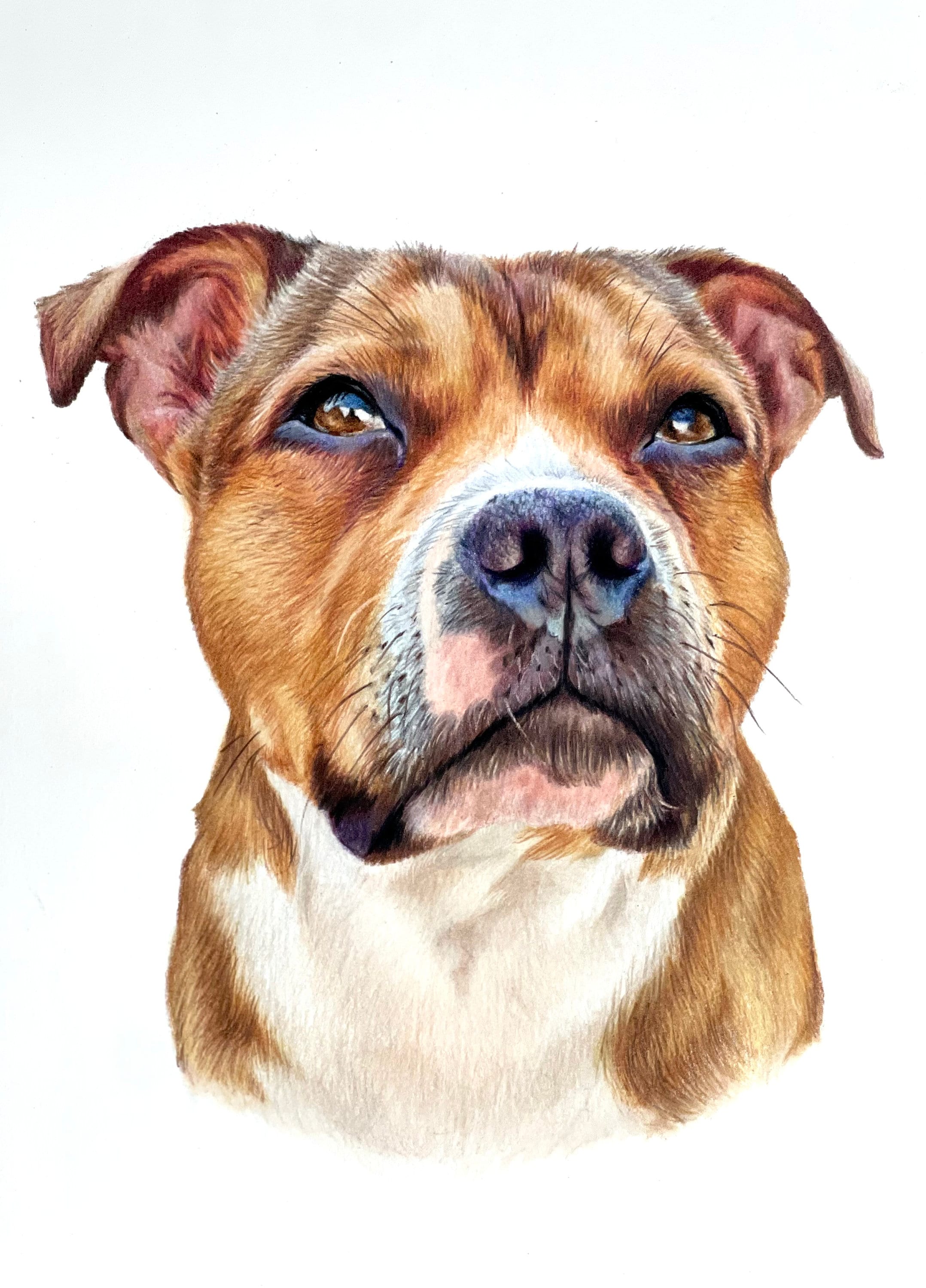Realistic Hand Drawn Coloured Pencil Pet Portrait, Custom Personalised ...