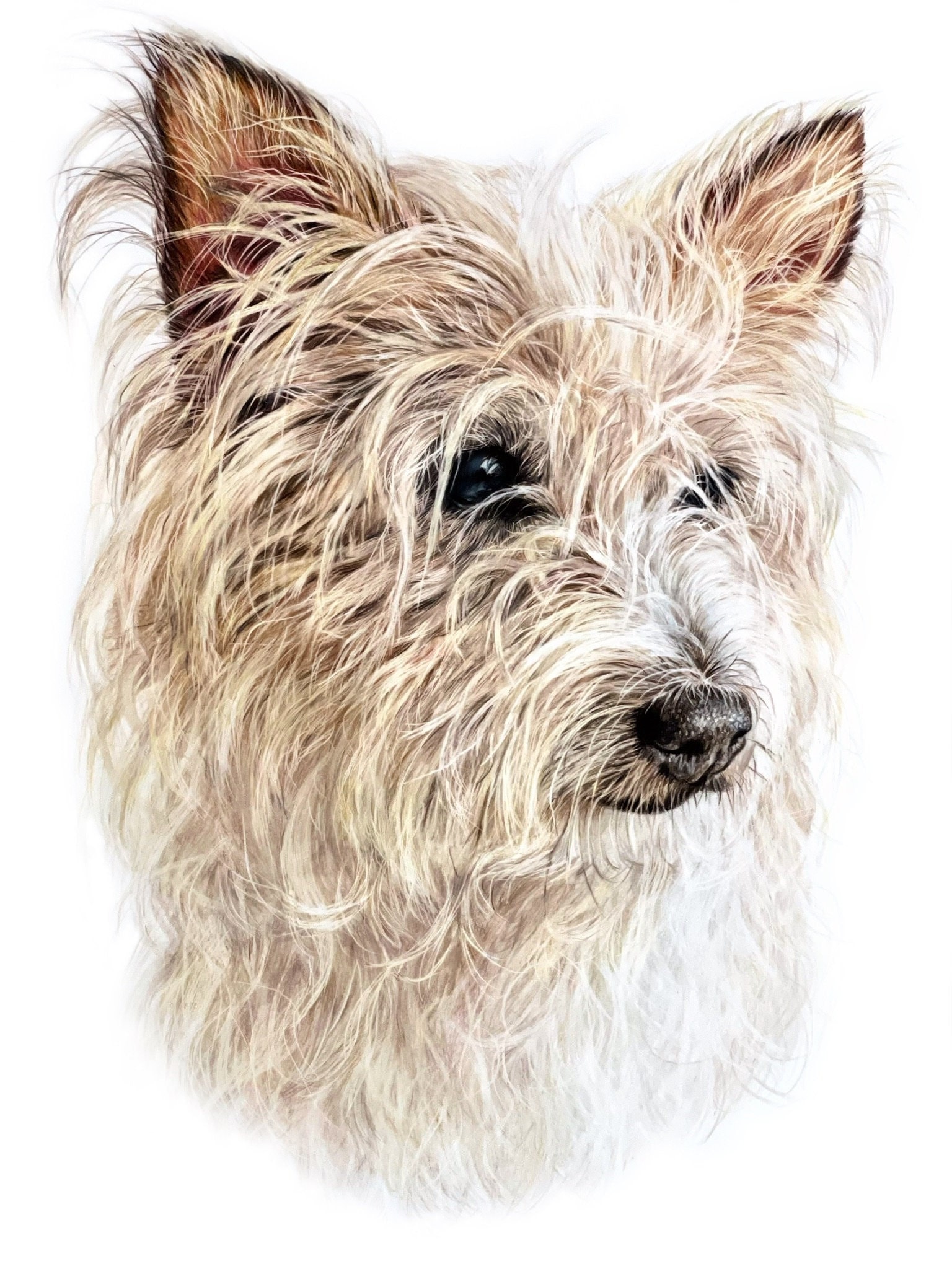 Realistic Hand Drawn Coloured Pencil Pet Portrait, Custom Personalised ...