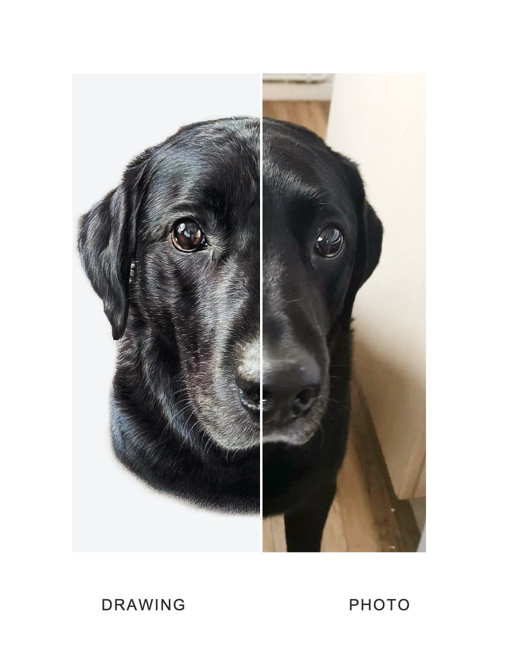 Realistic Hand Drawn Coloured Pencil Pet Portrait, Custom Personalised ...