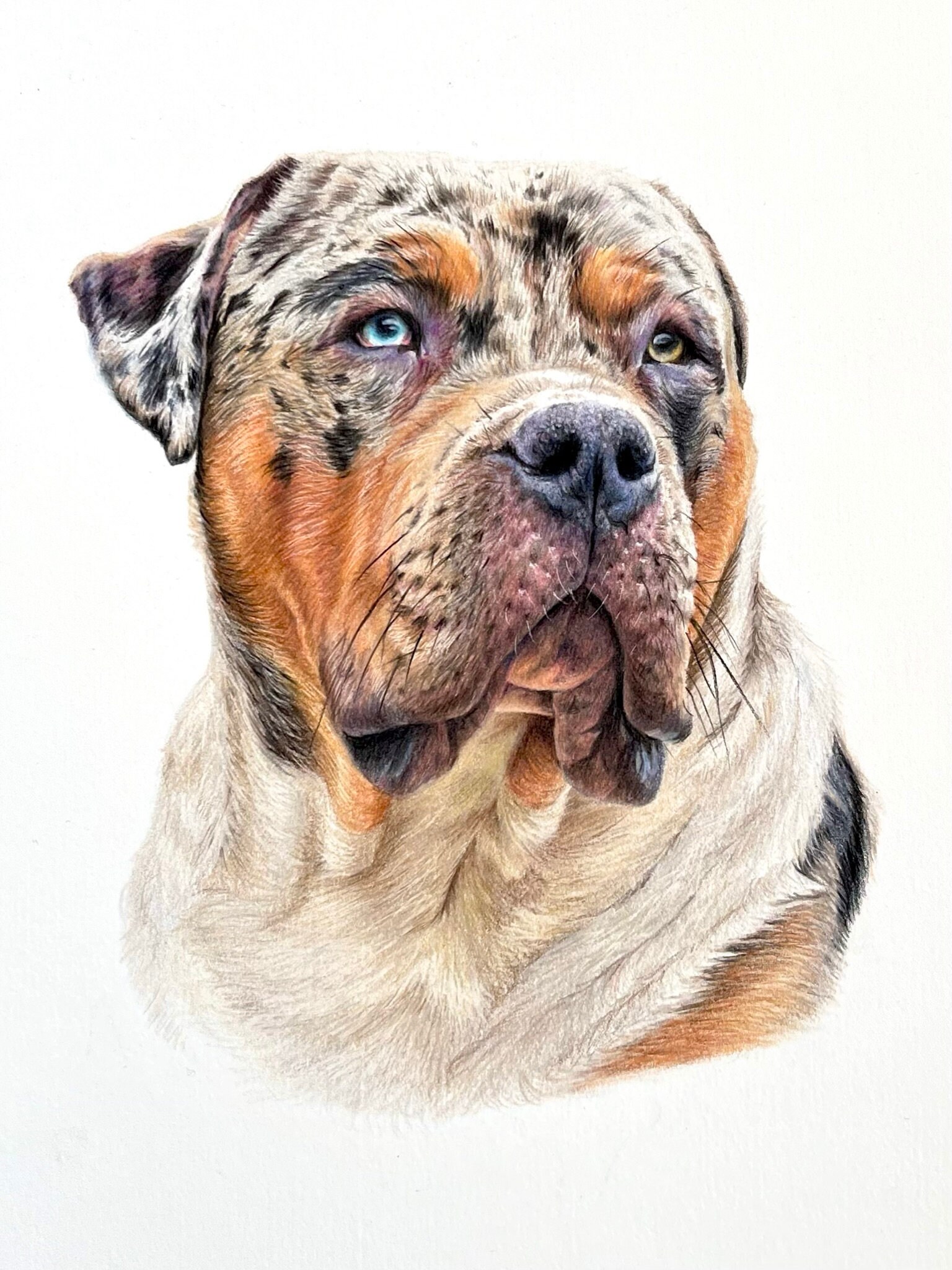 Realistic Hand Drawn Coloured Pencil Pet Portrait, Custom Personalised ...