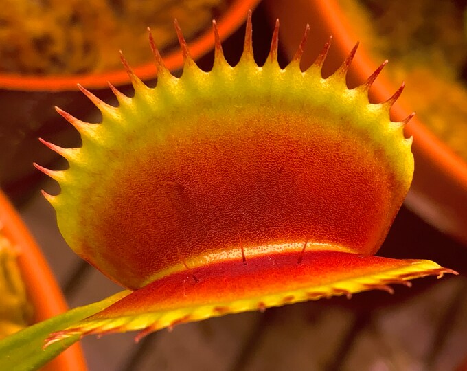 Venus Flytrap Ultra Rare Dracula Poland - Etsy