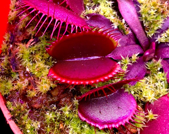 Venus Flytrap RED DRAGON - Etsy