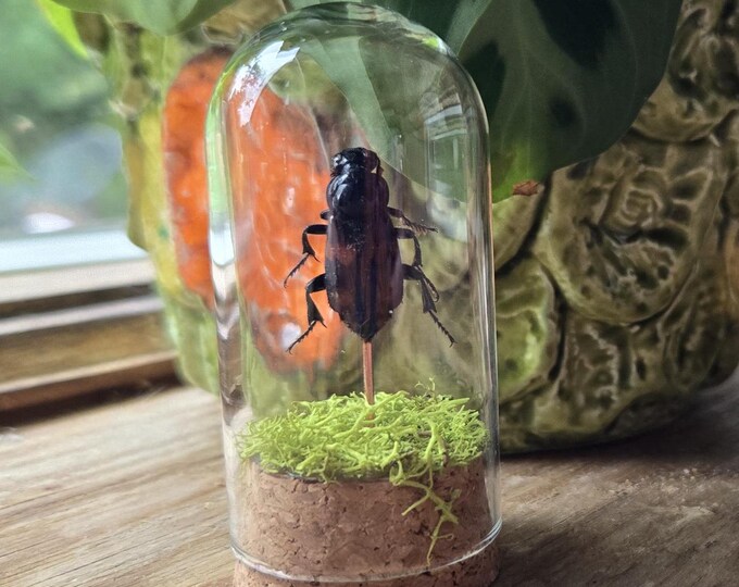 Sexton Beetle Specimen Display - Etsy