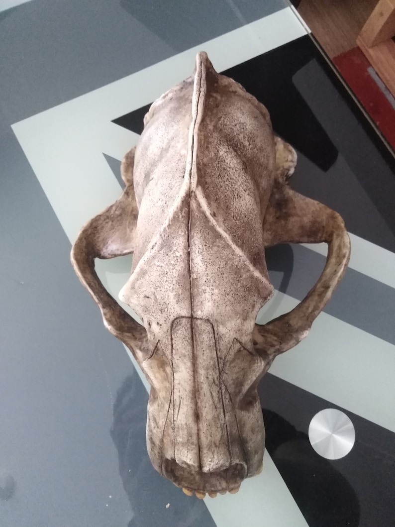 Brown Bear Skull Replica. First Edition. - Etsy