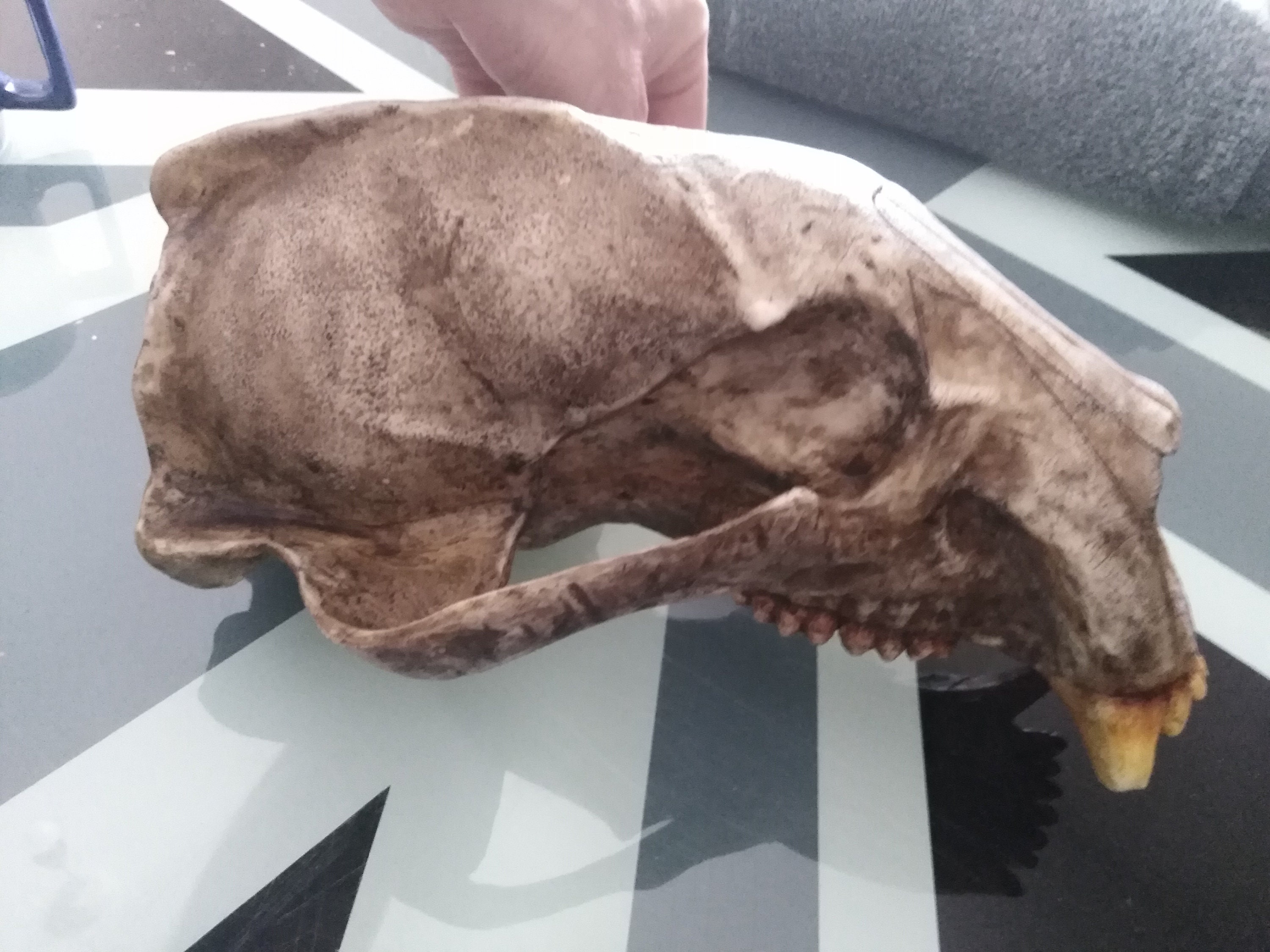 Brown Bear Skull Replica. First Edition. - Etsy