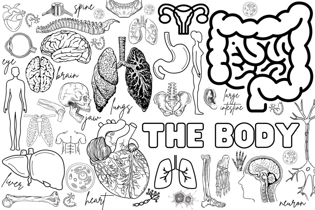 Huge Human Body Coloring Poster for Kids, Adults great for Family Time ...