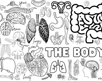 Human Body Poster - Etsy