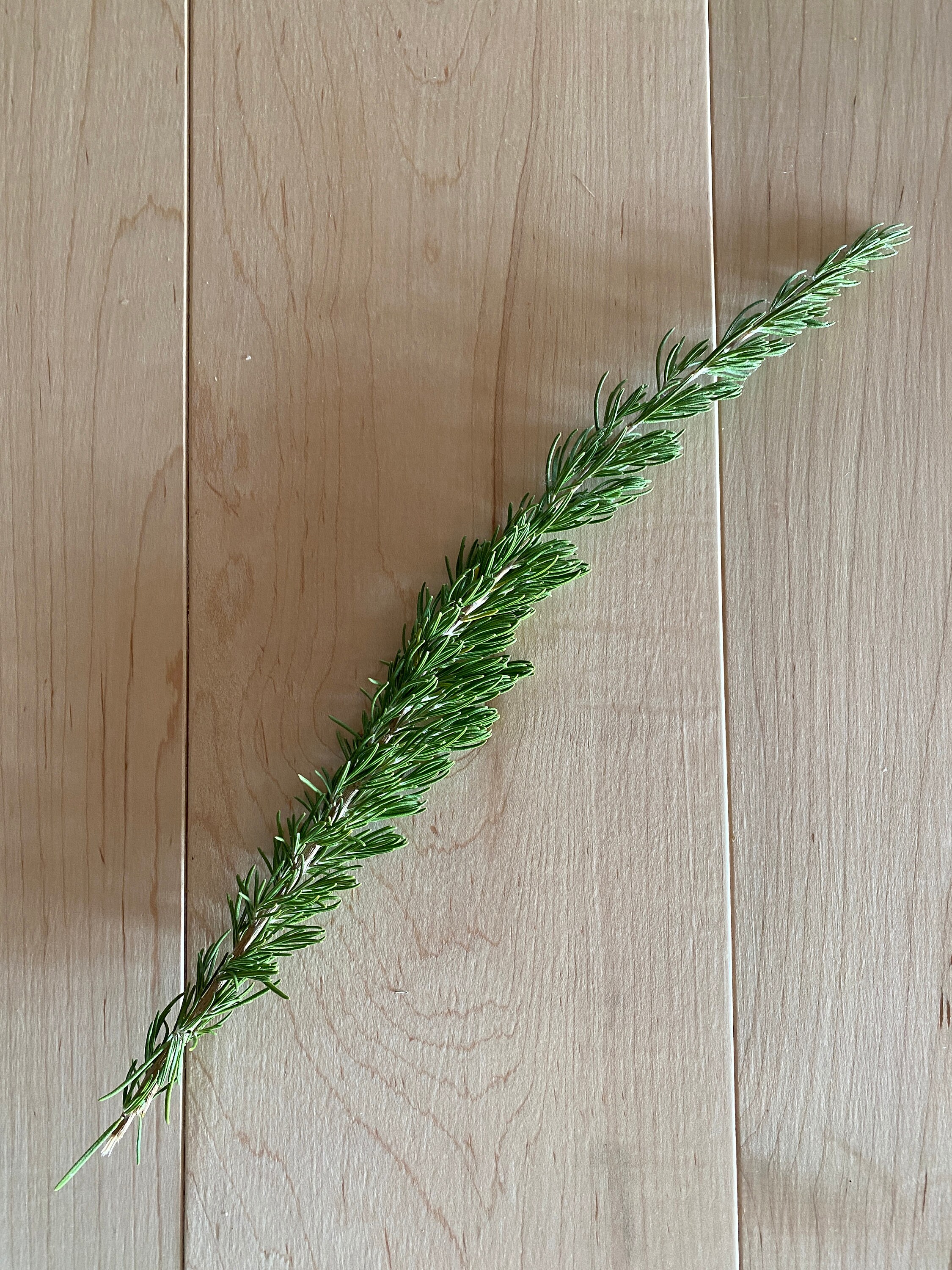 Fresh Rosemary Sprigs in Bulk CUSTOM | Etsy