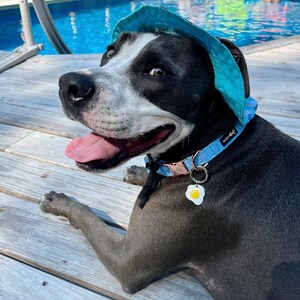 Acrylic Egg Pet Tag, Custom Egg Tag, Egg Pet ID, Fried Egg ID Tag - Etsy