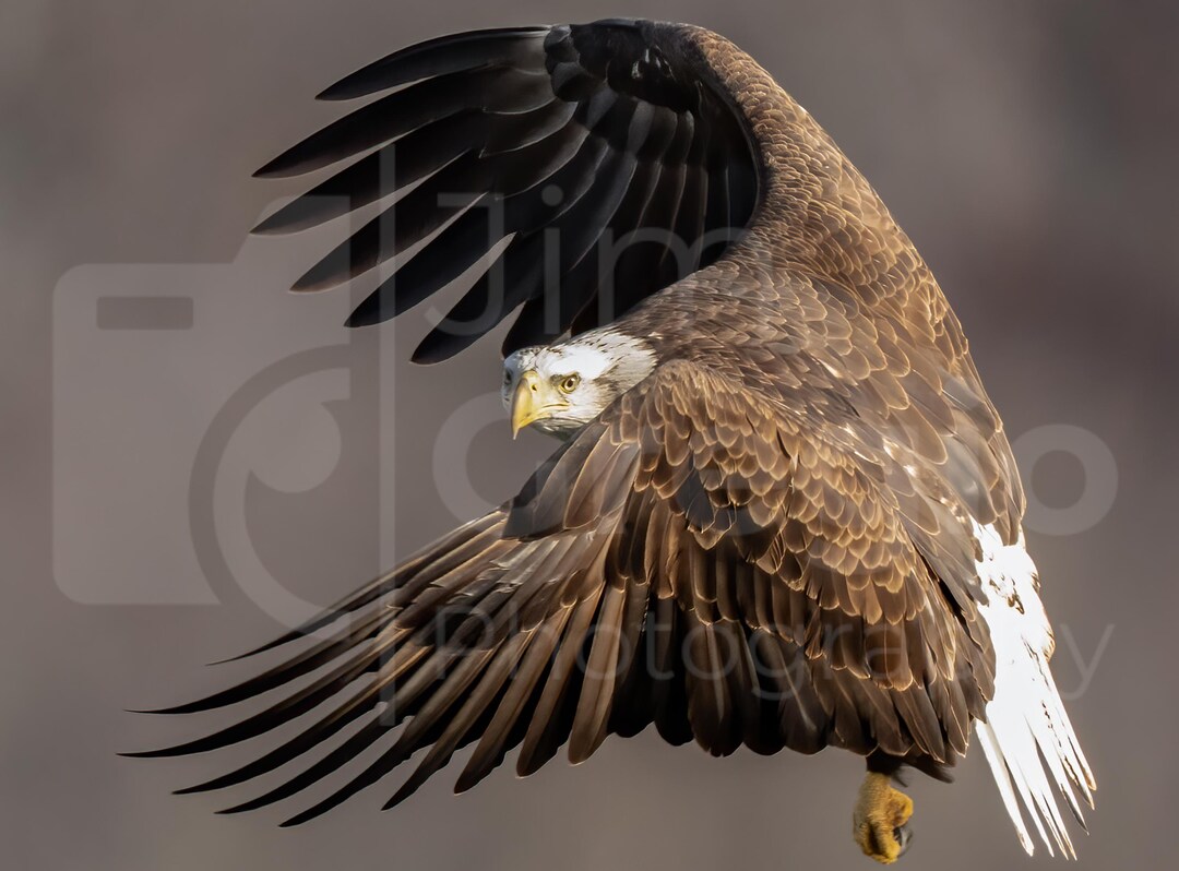 Bald Eagle Print, Wildlife Photo - Etsy