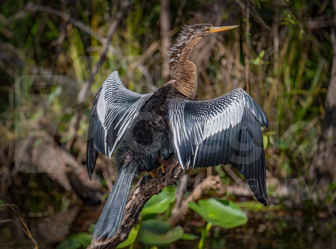 Anhinga Sunning in Coastal Swamp Print, Wildlife Photo - Etsy