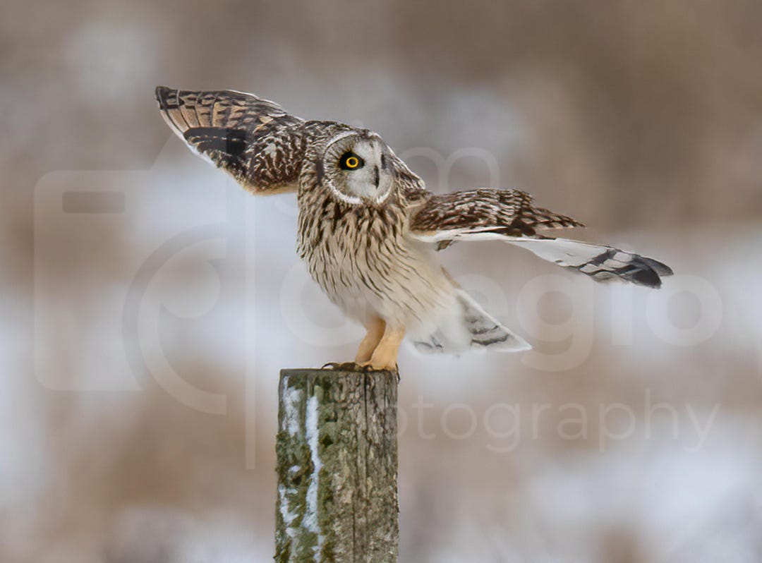 Short-eared Owl Ready for Take off Print, Wildlife Photo - Etsy