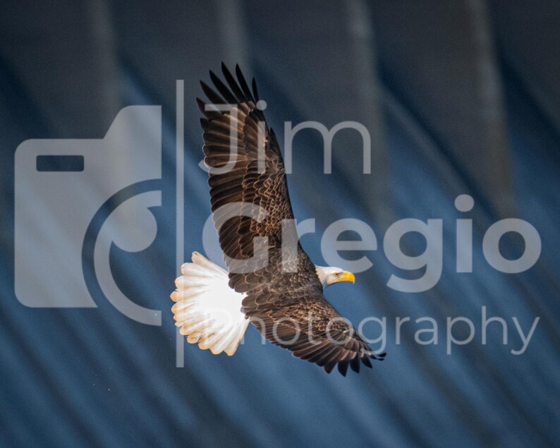Eagle in Flight at Conowingo Dam Print, Wildlife Photo - Etsy