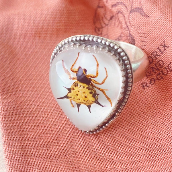 Spider Taxidermy - Etsy