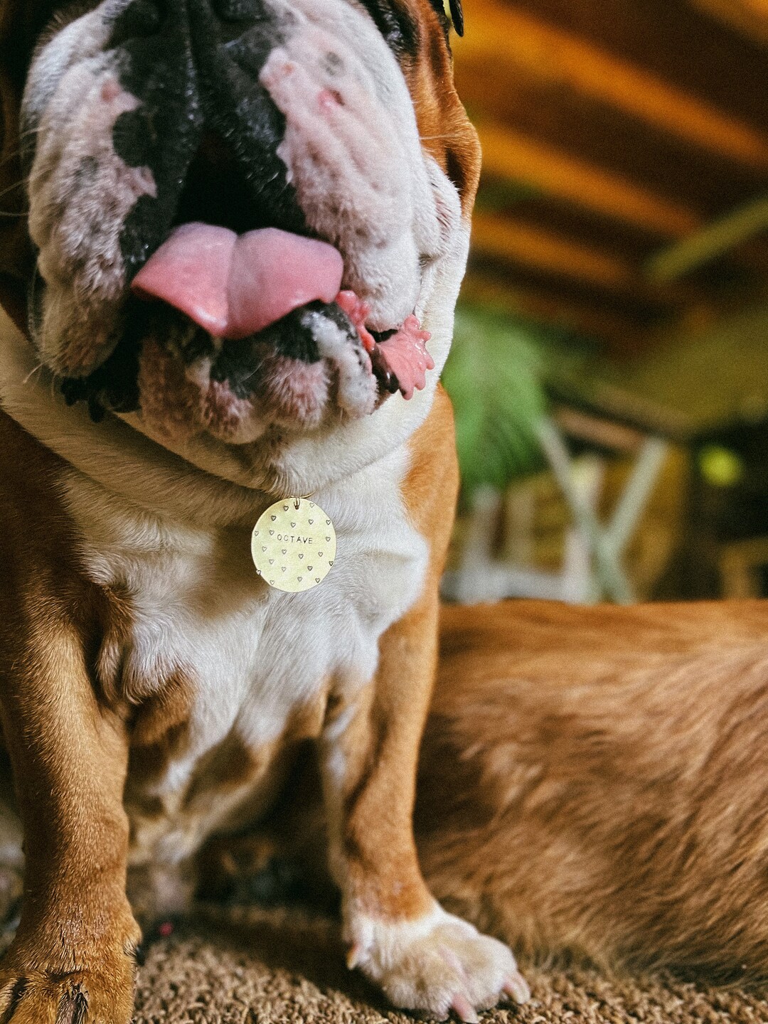 Large Medal With Motifs Golden Identification Medallion for Dogs and ...