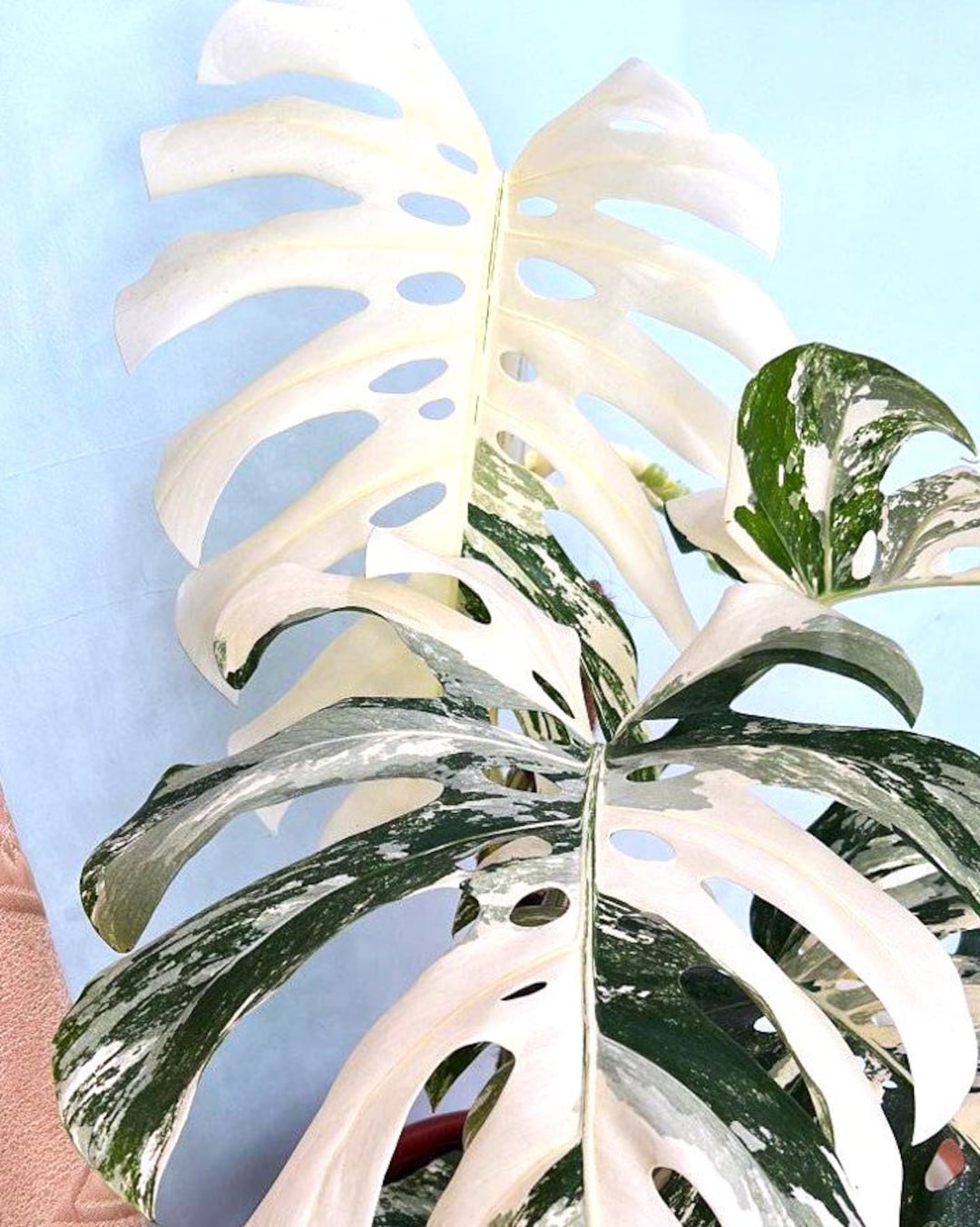 Monstera White Tiger, Albo Variegatad Cutting Rooted, Rare House - Etsy ...