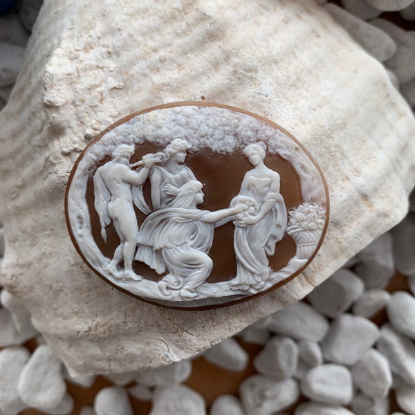 Shell Cameo - Etsy