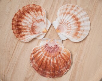Flat Scallop Shells - Etsy