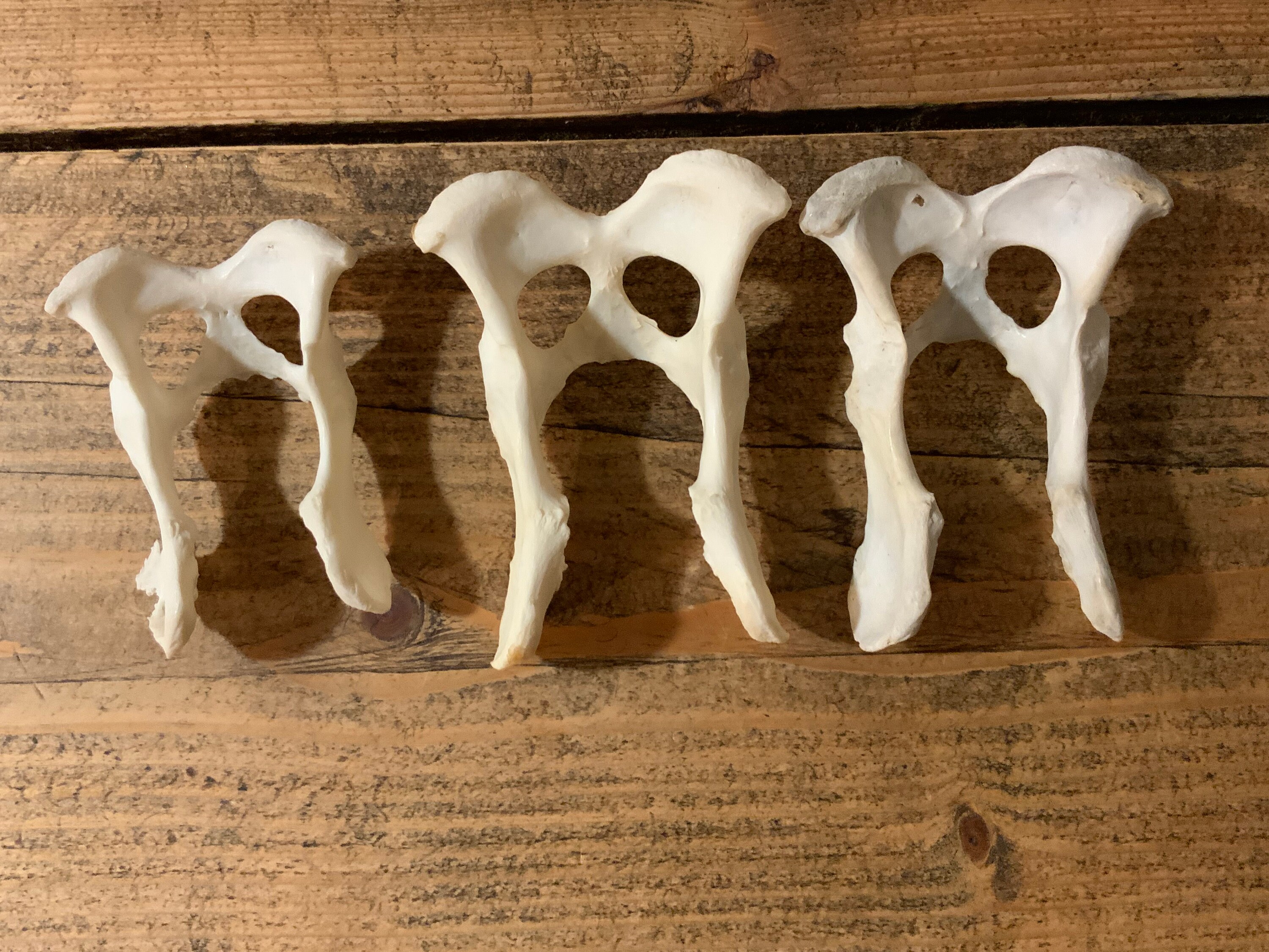 3 Real Fox Pelvis Bone Voodoo Skull Badger Gothic Wiccan - Etsy UK