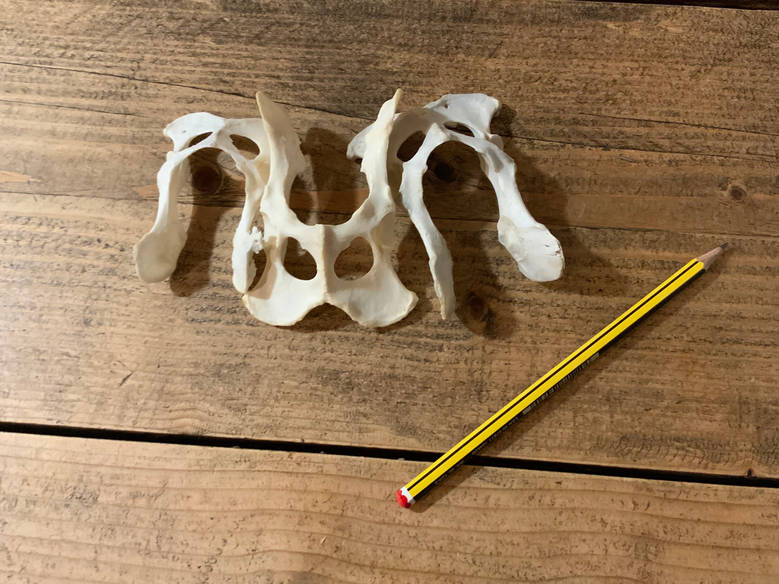3 Real Fox Pelvis Bone Voodoo Skull Badger Gothic Wiccan - Etsy UK