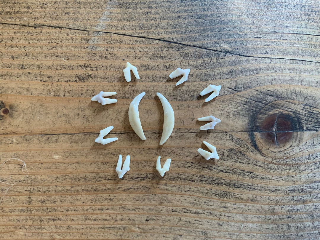 10 Real Fox Canine Teeth Ram Skull Teeth Voodoo Nature - Etsy