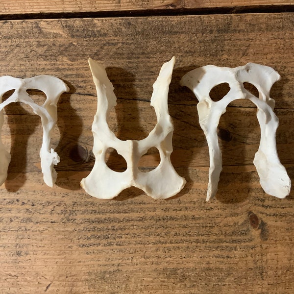 Pelvis - Etsy UK