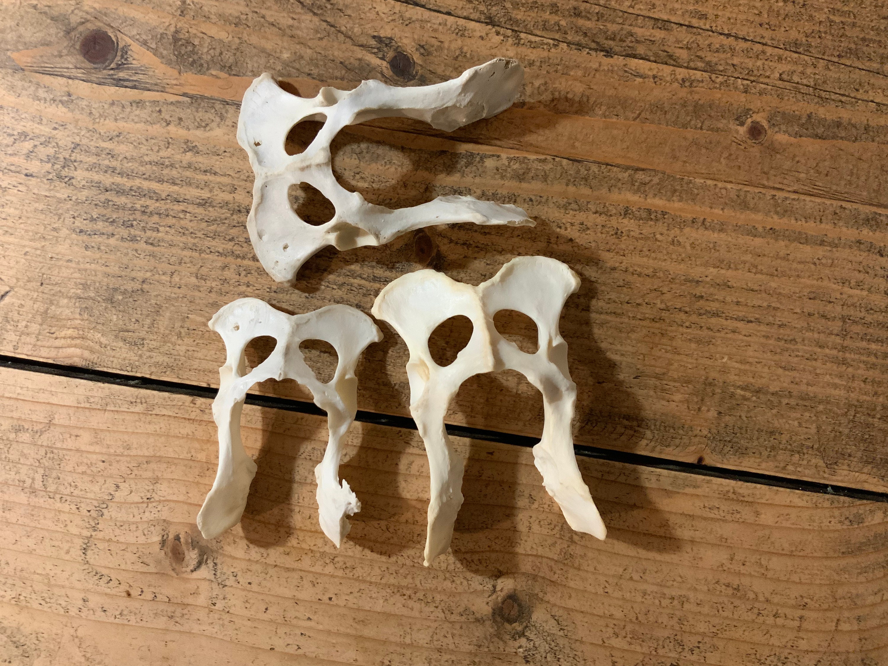 3 Real Fox Pelvis Bone Voodoo Skull Badger Gothic Wiccan - Etsy UK