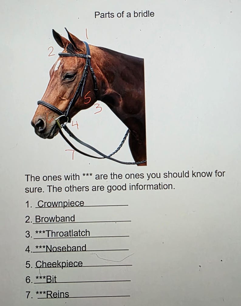 Horse Learning Pack - Parts of a Horse, Saddle, Bridle, Halter - Etsy