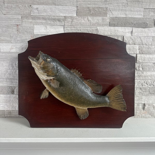 Fish Wall Mount - Etsy