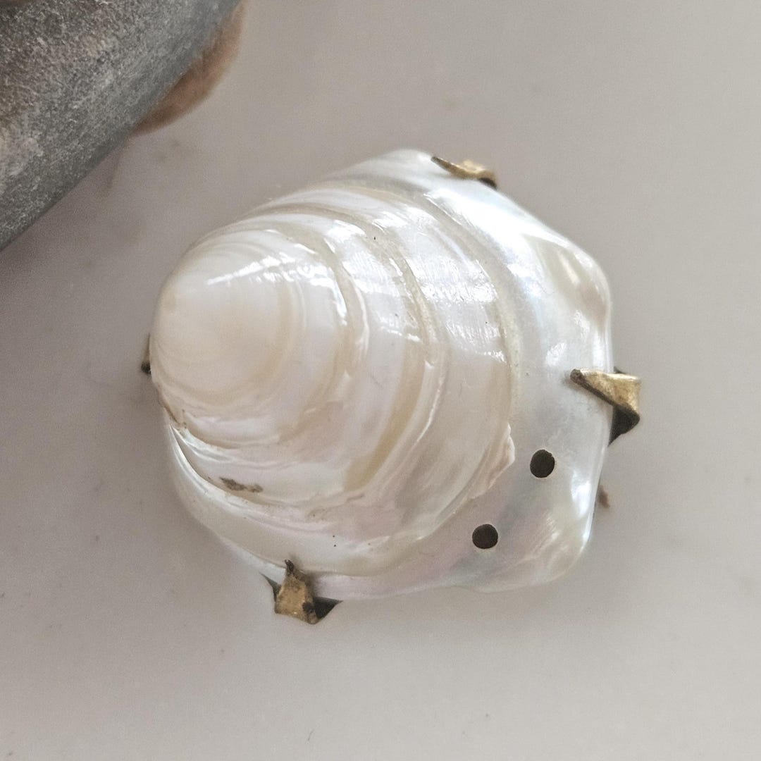 Vintage Pearl Button Trochus Shell Vintage Trochus Snail Trochus ...