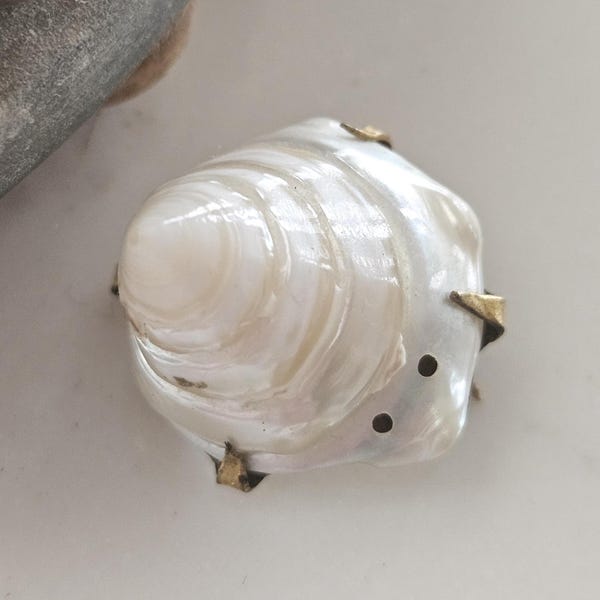 Trochus Shell - Etsy