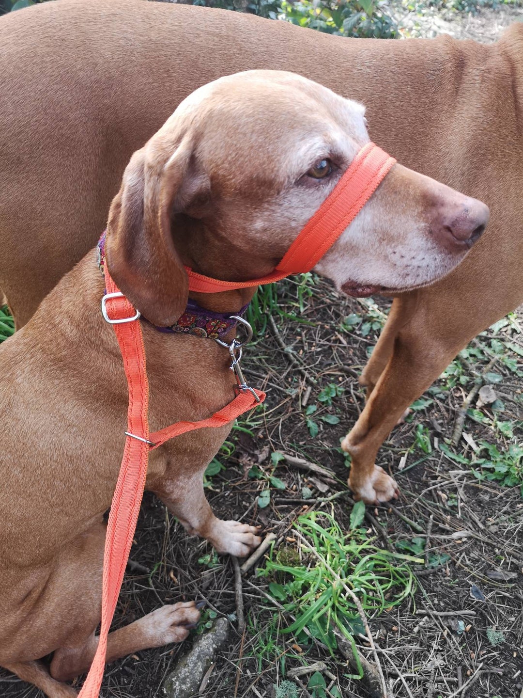 Figure 8 Anti Pull Dog Halter & Lead, Stop Dog Pulling, One Size Fits ...