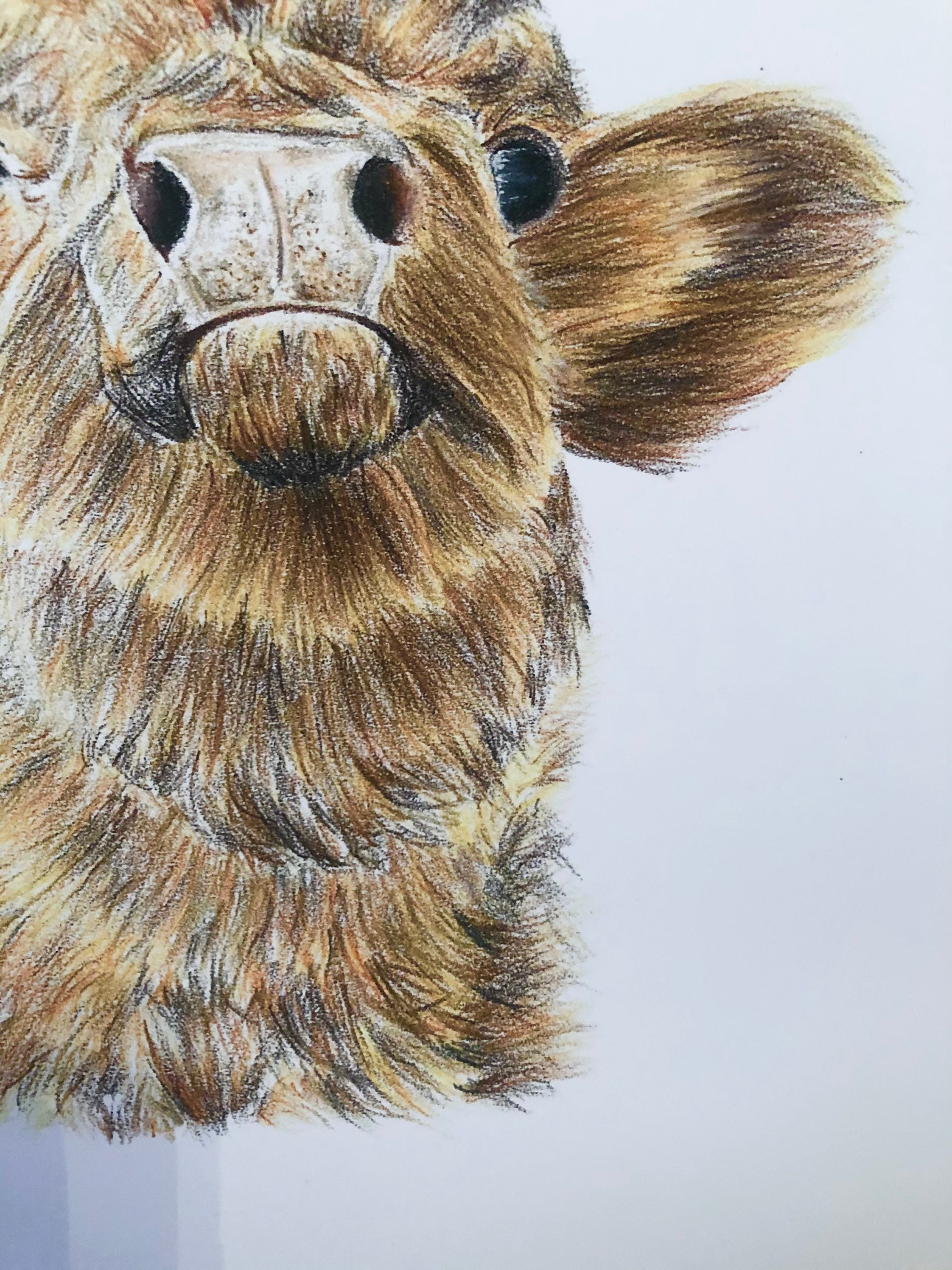 Cute Cow Drawing Print - Etsy